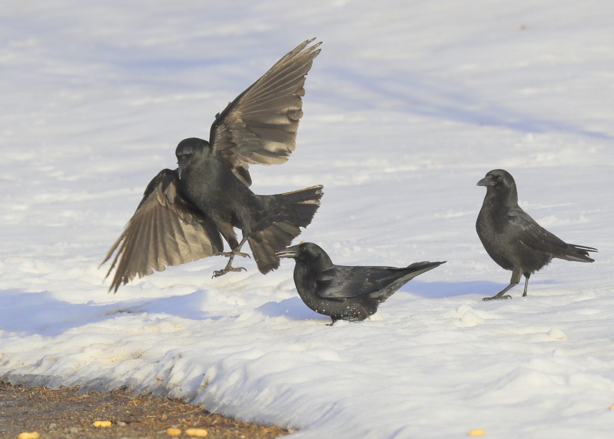 Crow Patrol: staging in cemetery - Winter Crow Roost