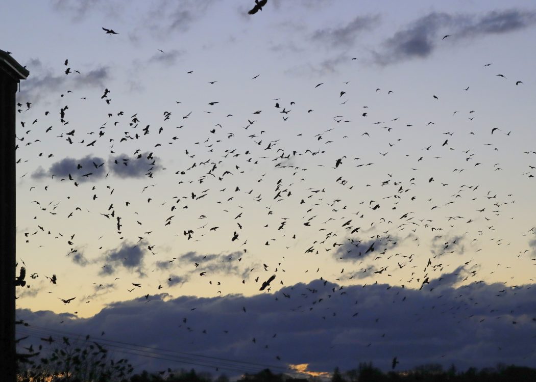 Winter Crow Roost: swarming in at higher altitudes - Winter Crow Roost