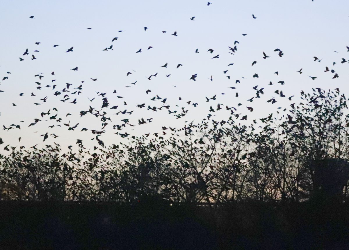 Winter Crow Roost: staging at Barker's Farm! - Winter Crow Roost