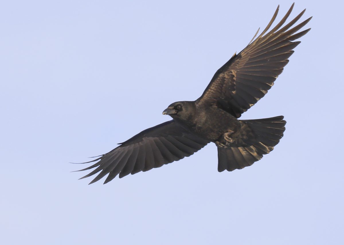 Crow Patrol: staging in cemetery - Winter Crow Roost