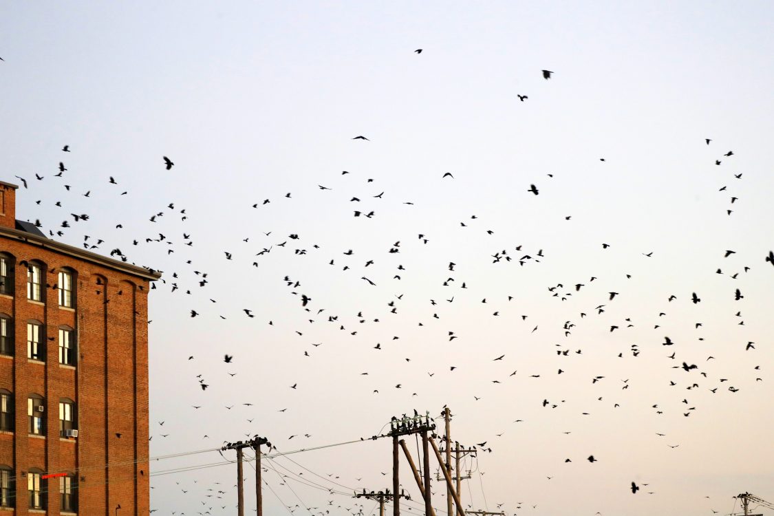 Winter Roost: more crows on the move! - Winter Crow Roost