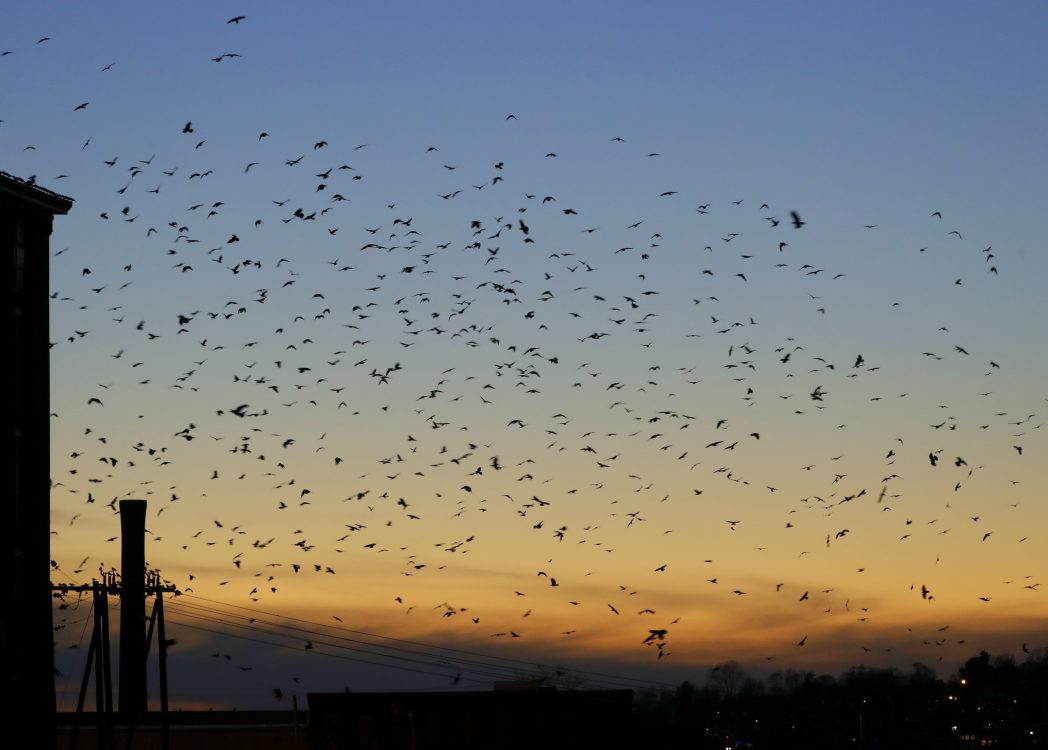 Winter Crow Roost: swarms growing larger! - Winter Crow Roost