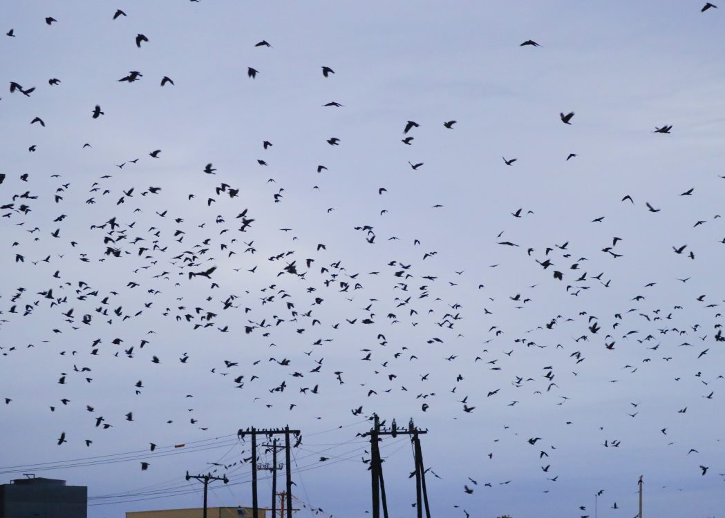 Low elevation flight swirl! - Winter Crow Roost