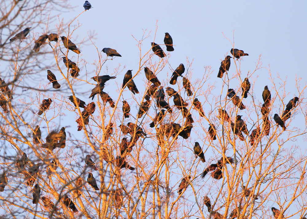 Crow Patrol - April 10th - Winter Crow Roost