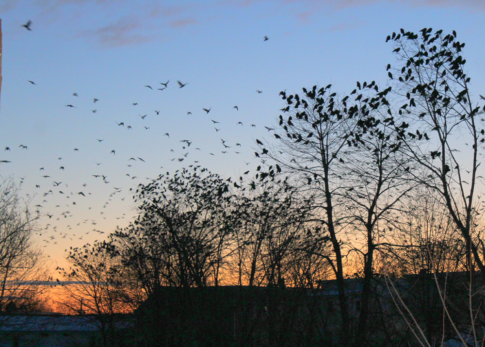 Crow Patrol: dispersal at twilight! - Winter Crow Roost