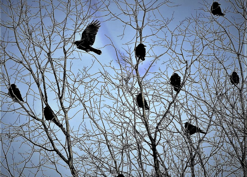 Crows are one Pennsylvania's most intelligent birds - Winter Crow Roost