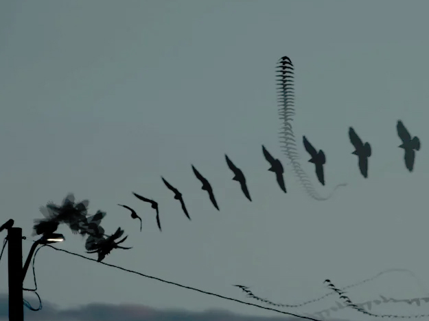 Crows and Two Lights - Winter Crow Roost